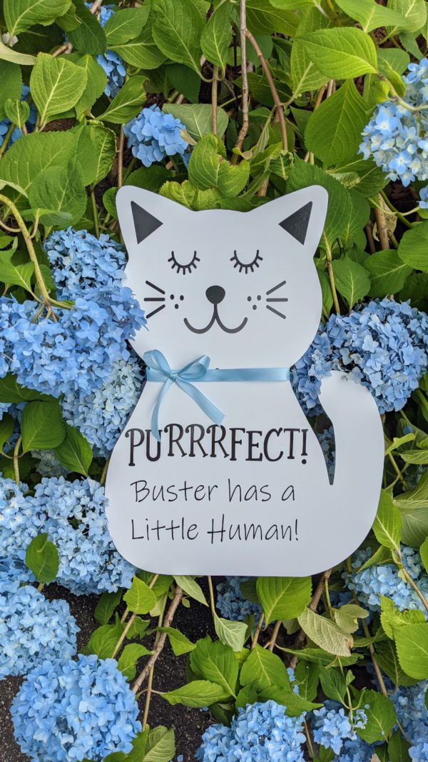 Hissterically Cute Cat Sign - St. Mary's Storks